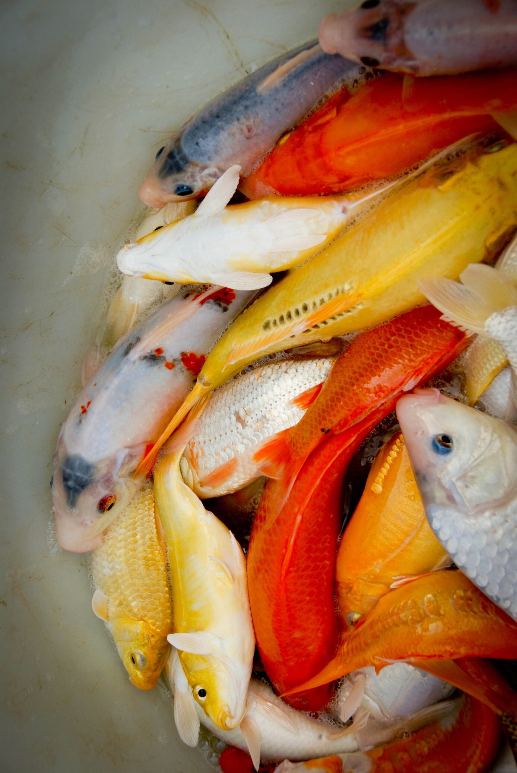 Vente de poissons - Pisciculture Domaine de la Nette Rousse